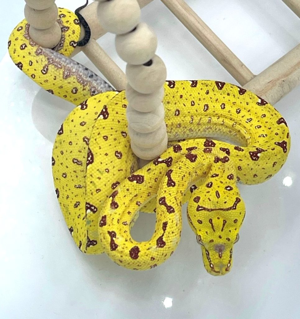 Morelia Viridis High Yellow mite phase Male | Haute Savoie Reptiles