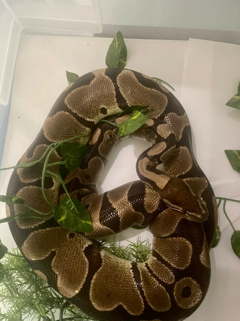 Python royal mâle à l’adoption | Haute Savoie Reptiles